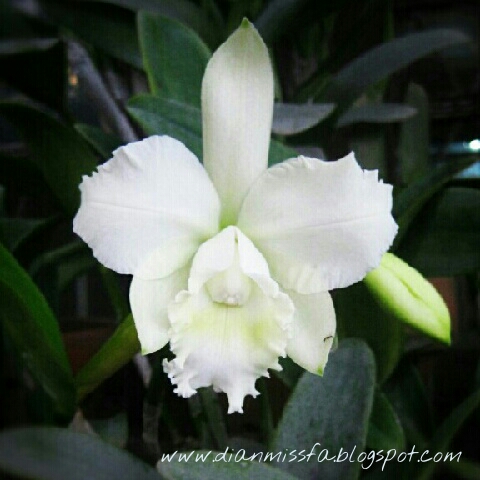 KEBUN BUNGA: CATTLEYA