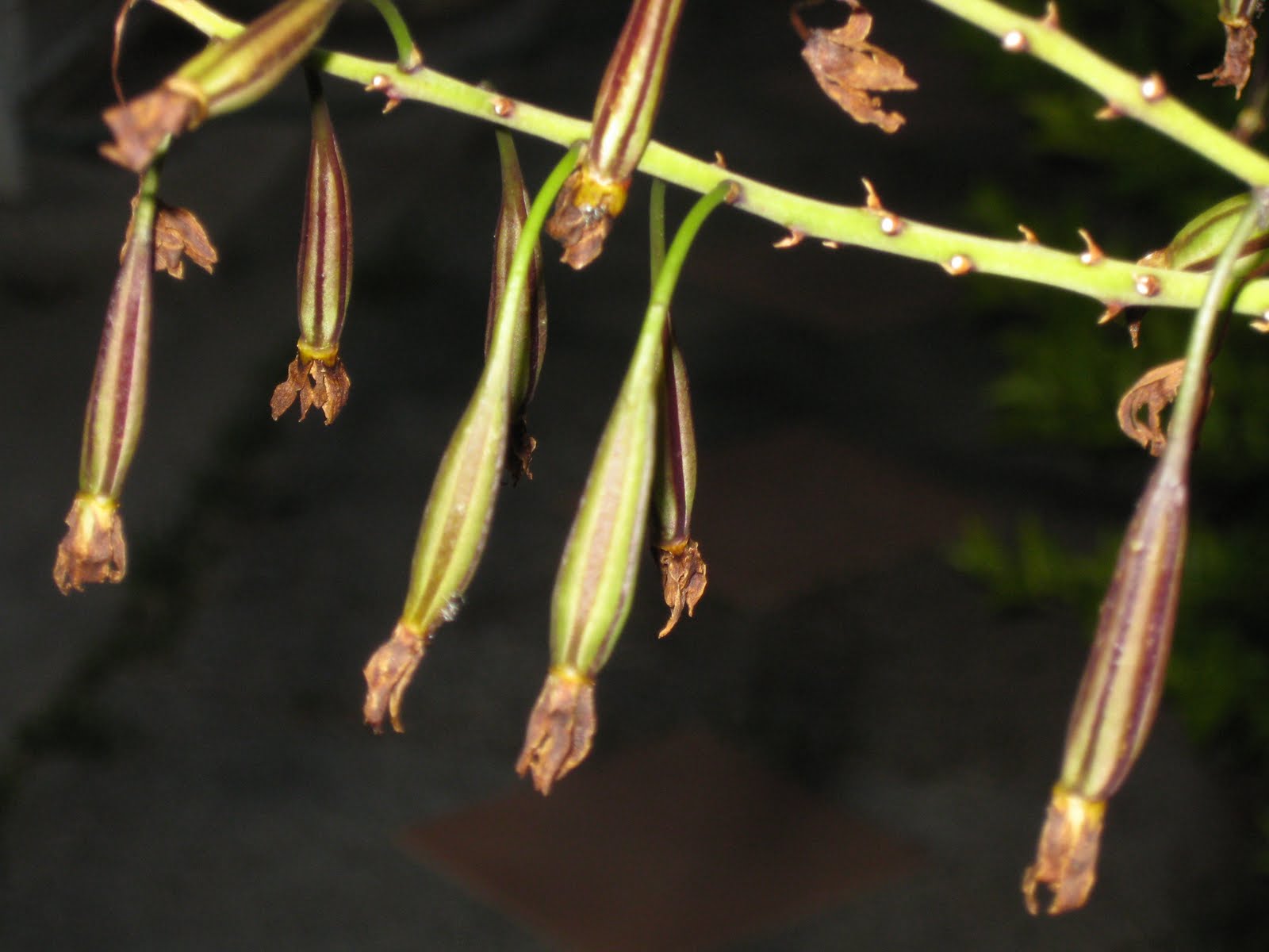 Robin's Double Life: Orchid pods in abundance: Mitchell outback Qld