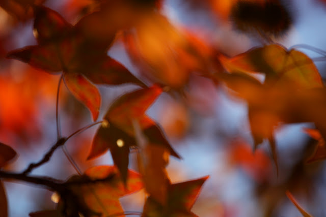 D & M Canon: A Windy Autumn This Year