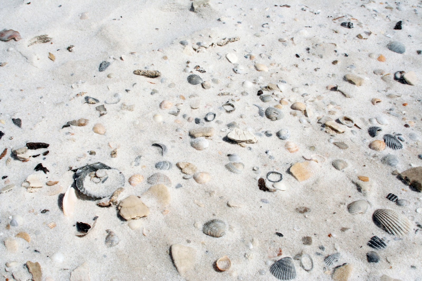 Meyer Muse: Tropical Storm Karen Leaves Behind a Treasure on Alabama's ...