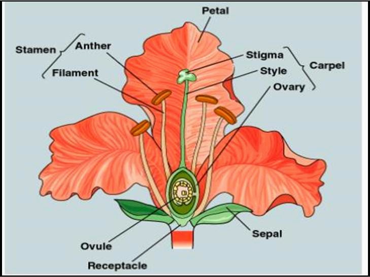 Struktur dan Fungsi Jaringan Tumbuhan - Mari Belajar - Belajar dimana ...