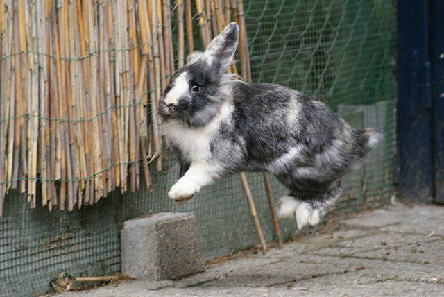 Funny Cool Pictures: Hippity Hoppity Rabbits