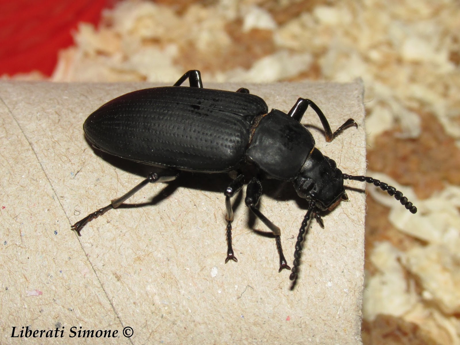 Ramulus artemis & Co.: Zophobas morio