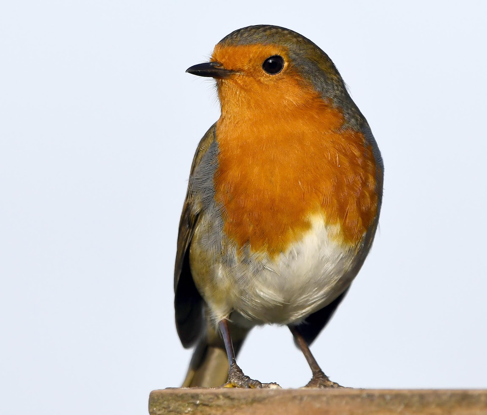 Carl Bovis Nature Photography: The aggressive Robin of RSPB Greylake ...