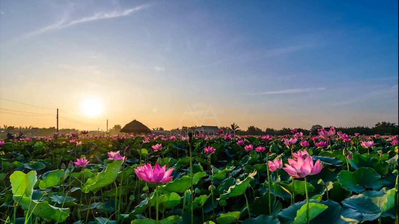 Hình ảnh hoa sen, hình nền hoa sen đẹp. - 23a2d3a2