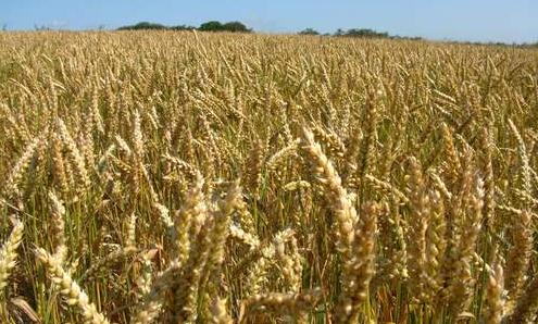 TÌNH CHÚA YÊU CON: NHƯ HẠT LÚA MÌ