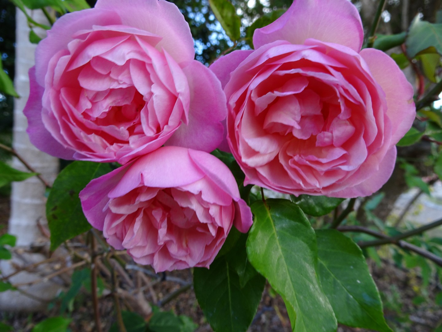 Red Cardinal: ROSE TRIO