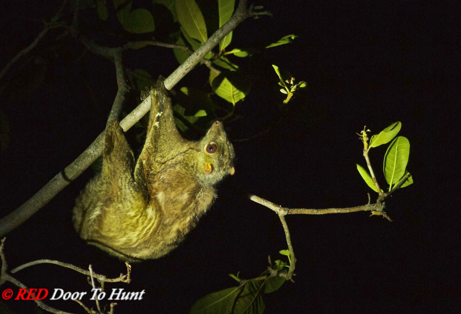 RED Door To Hunt: Kubung~Cynocephalus variegatus ( Colugo or Flying Lemur )