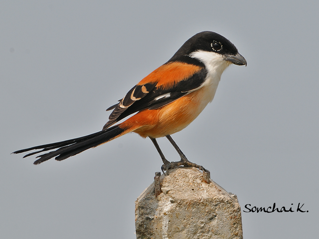 Burung Cendet - Long-Tailed Shrike (Lanius schach) - Ryan Maigan Birds