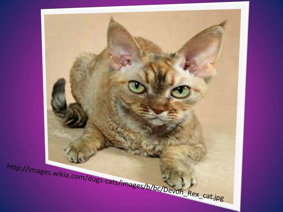 Gatos: Carácter Del Gato Devon Rex