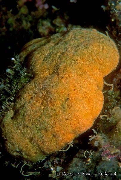 Phylum Porifera ~ Zoology-NETWORK