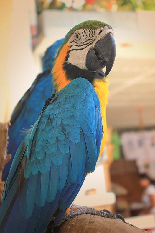 Baluarte in Vigan, Ilocos Sur