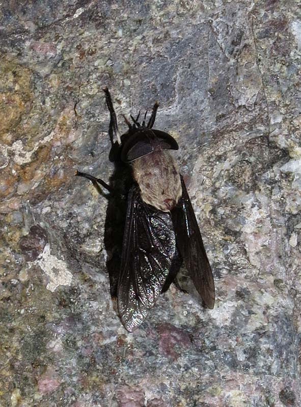 Birdernaturalist: Out and About With the Naturalest Naturalist – Part 2