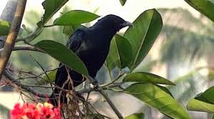 Birds beautiful hd wallpapers 2014: koyal beautiful wallpapers