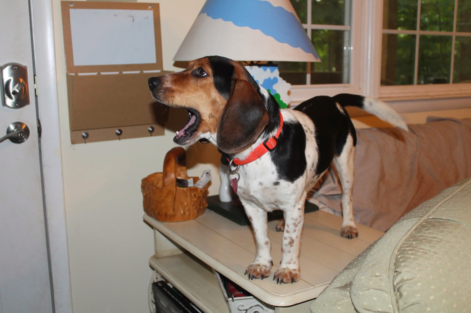 Labyrinth Gal: Doggie Monday