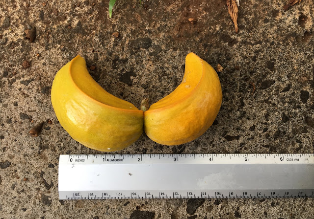 Stemmadenia litoralis (Lechoso)