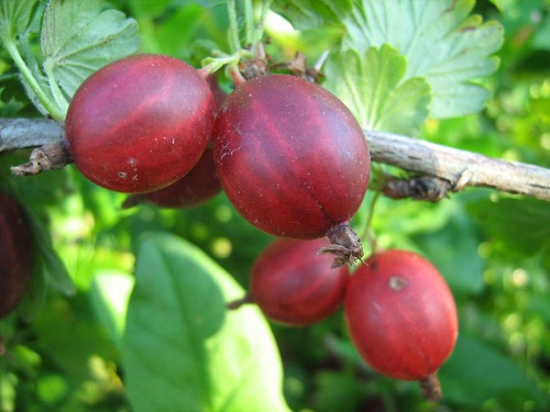 Nadezda's Garden and Home : Thornless Gooseberry Bushes