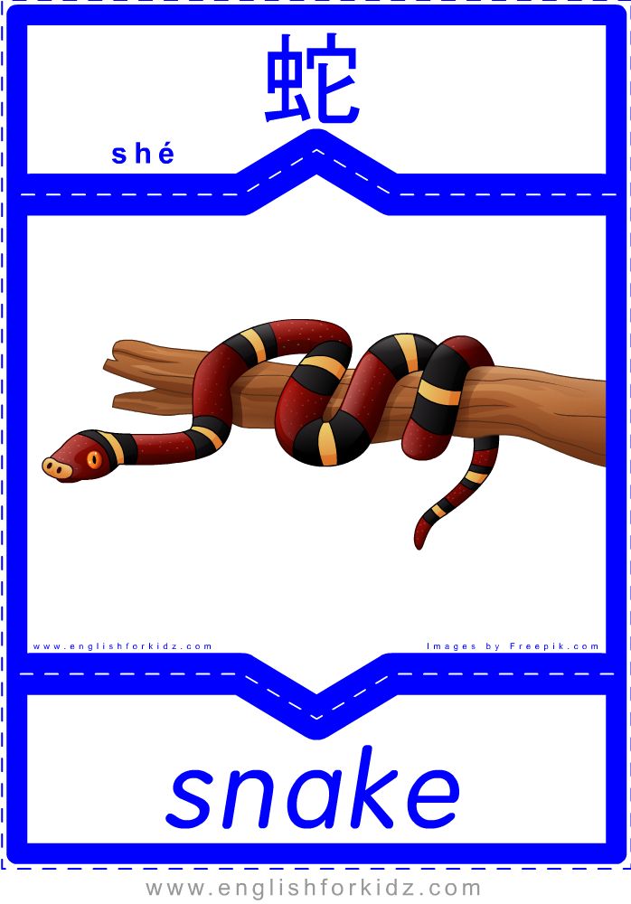 English-Chinese Flashcards: Wild Animals. Part 4.