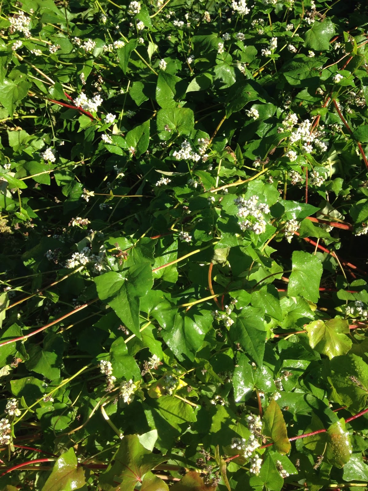 Connecticut NOFA: Multiple Purpose Cover Crops