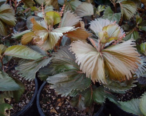 Ceylon Firedragon - Acalypha wilkesiana