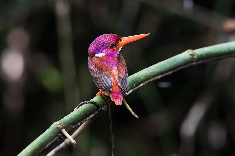 Ultra-Rare Dwarf Kingfisher Fledgling Bird Photographed For The Very ...