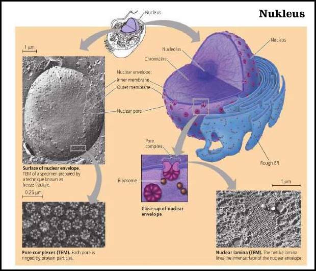PENDIDIKAN BIOLOGI STAR: Biologi Sel: Tahukah kamu apa itu sel, serta ...