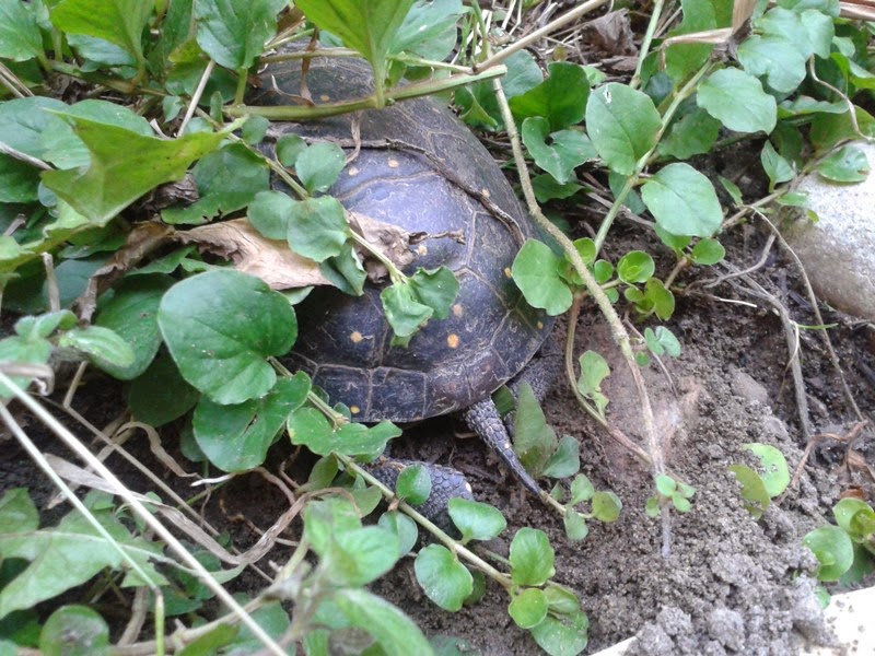 Clemmys guttata: la tortuga moteada