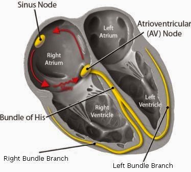 Atrial Flutter | INA - ECG
