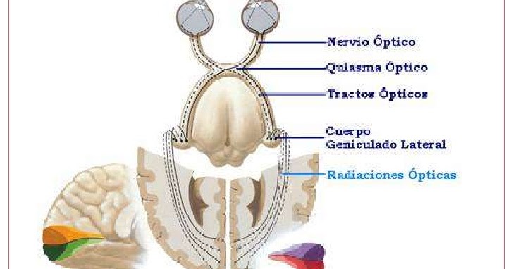 VÍA PARVOCELULAR Y MAGNOCELULAR.