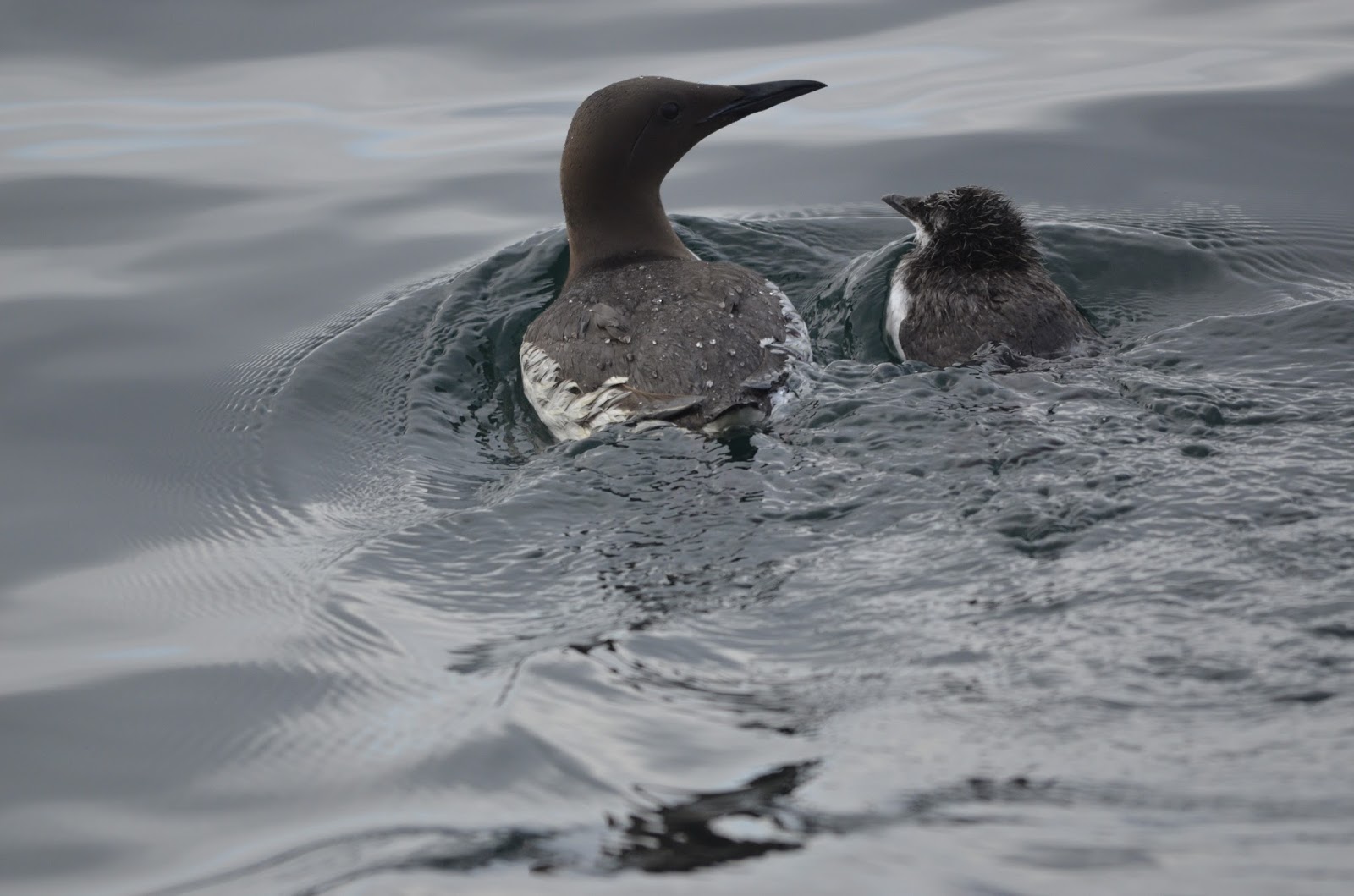 SERENITY: Time to Jump