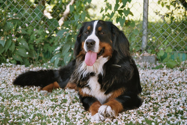 The Bernese Mountain Dog Reviews | Dog Training