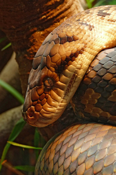 Our Beautiful World: Beautiful red snakes