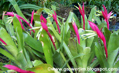 Garden Adventures: Billbergia manarae