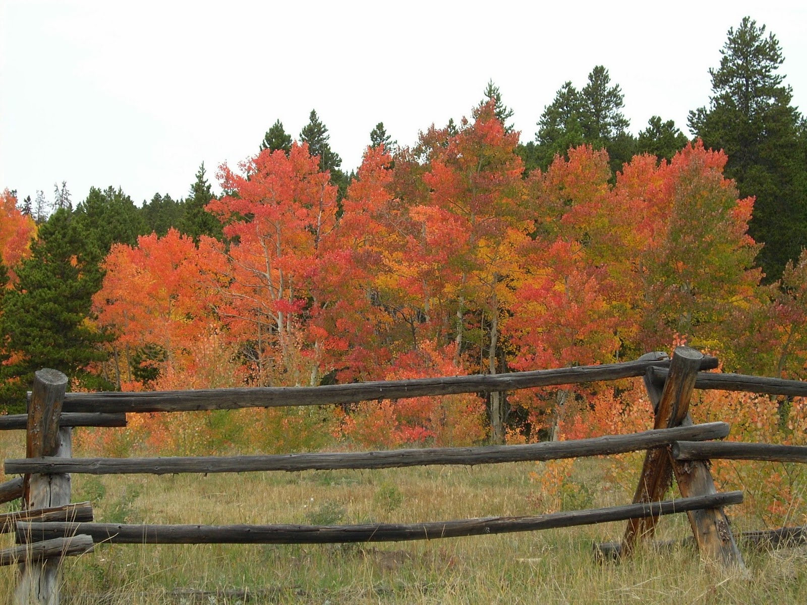 Explore Colorado: Golden Gate Canyon State Park ~ Fall Color