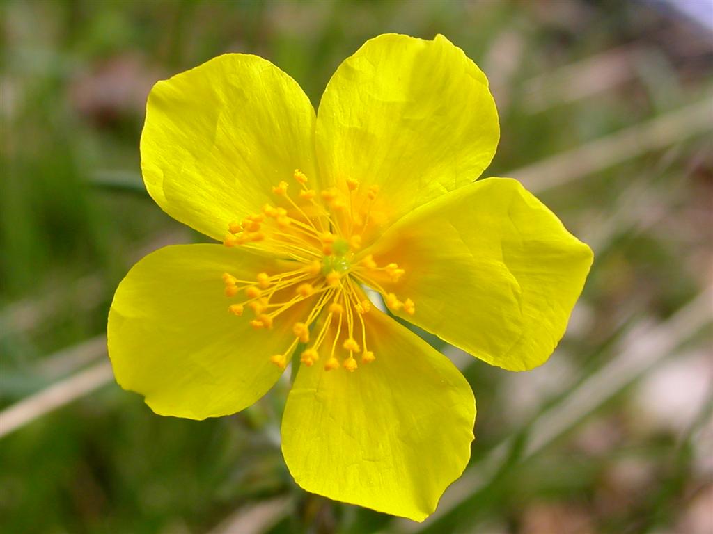 Tomates Verdes: Heliantemo (rock rose-helianthemum nummularium)