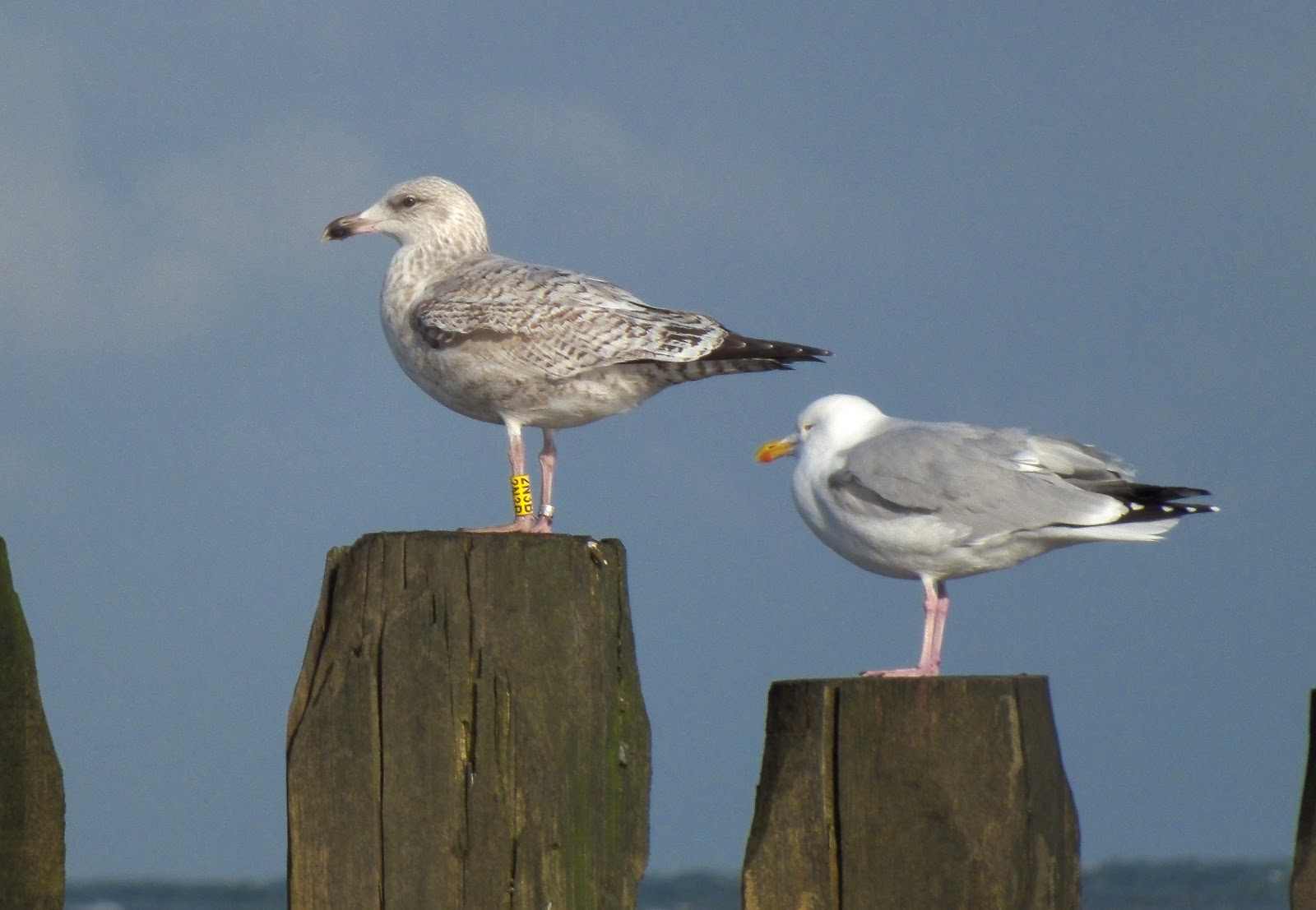 Happisburgh Parish Bird List