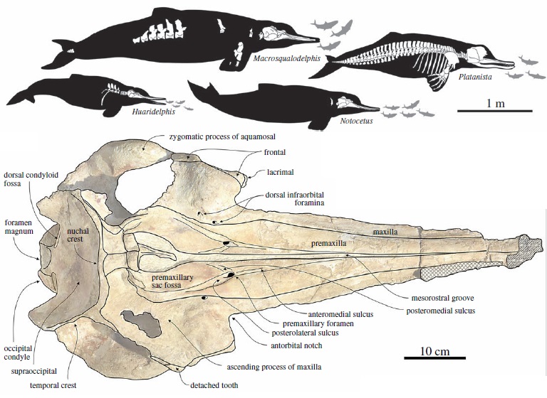The Coastal Paleontologist: 2018 in review: advances in marine mammal ...