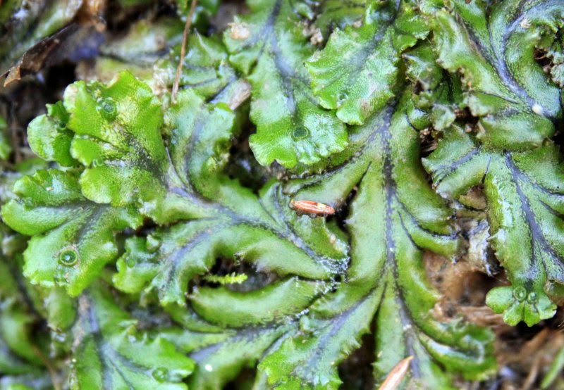 FLORA INDONESIA (Botanical Survival): LUMUT HATI (Marchantia) bisa ...