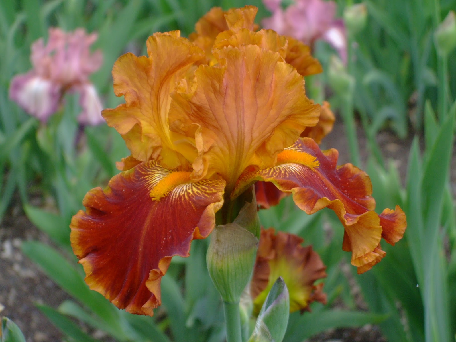 Yes, I Talk to Plants: Perennially Yours