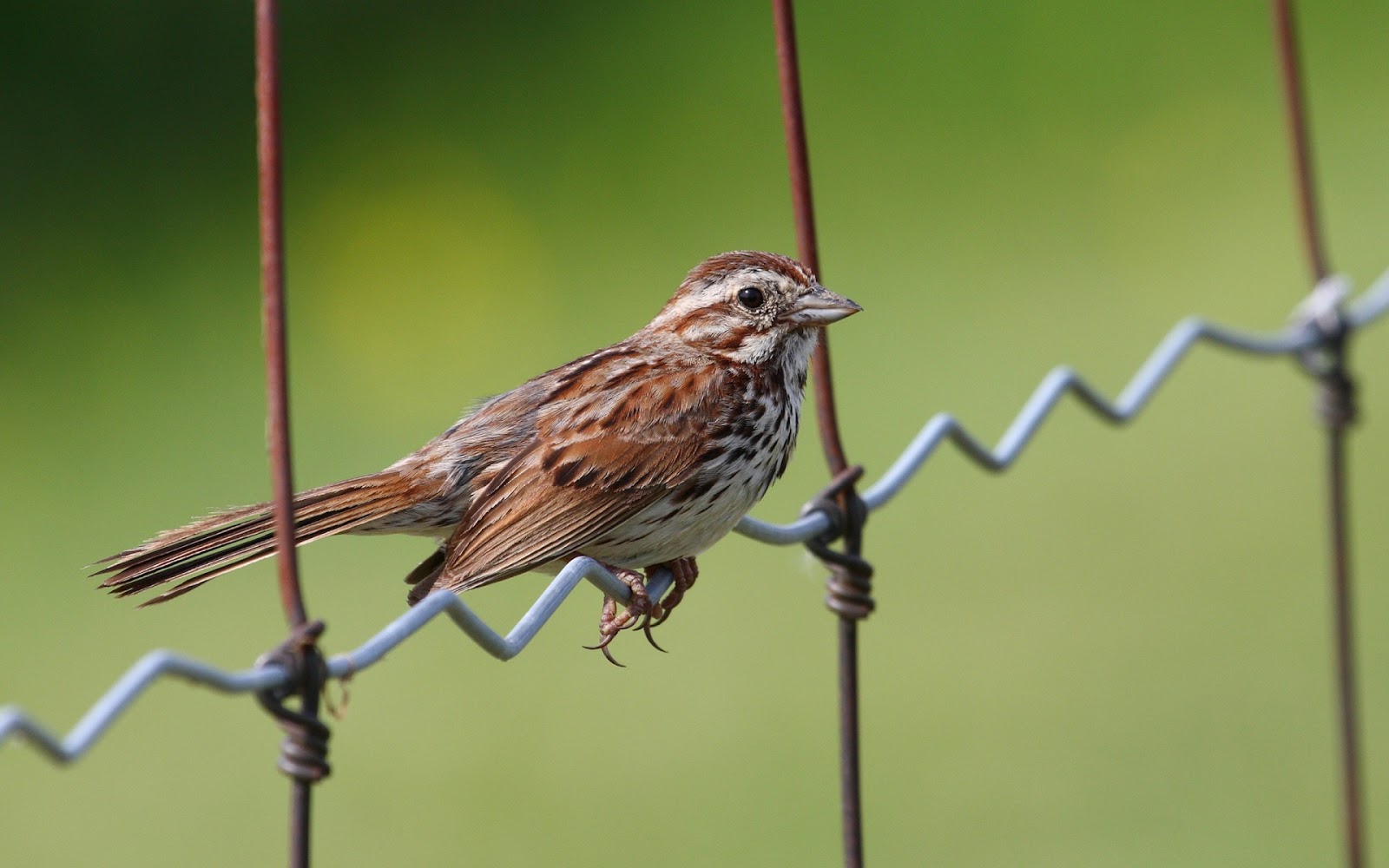 Sparrows Wallpapers | Download Free Bird Images