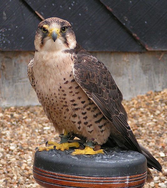 Birds: Lanner Falcon - Falco biarmicus
