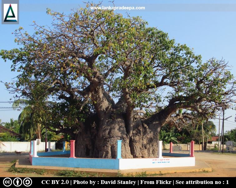 Baobab Tree (Mannar) | Lanka Pradeepa