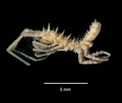 The Echinoblog: 10 of the WEIRDEST Antarctic Invertebrates!!