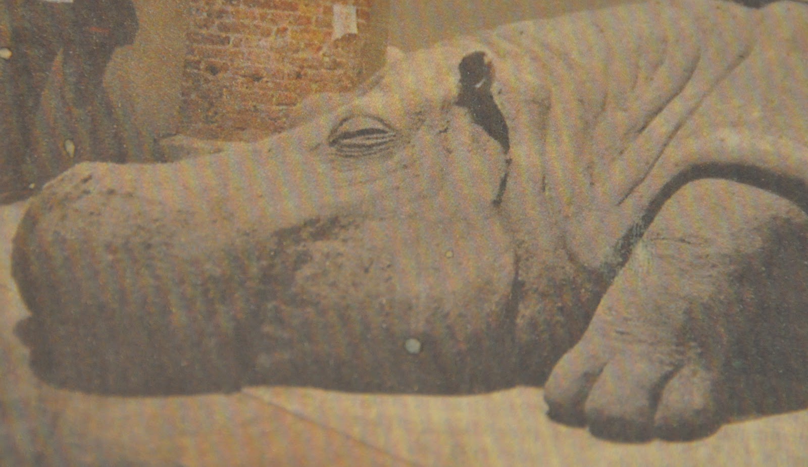 La Menthe Verte: Hope Hippo