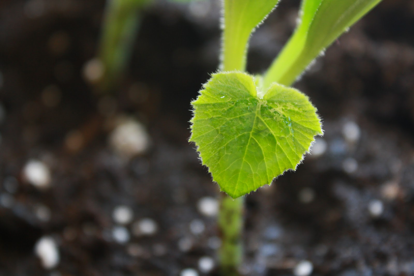 Simple Things Notebook: True Leaves...
