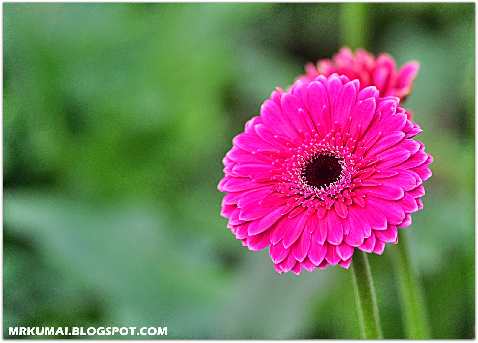 Gaya Terbaru 40+ Bunga Daisy