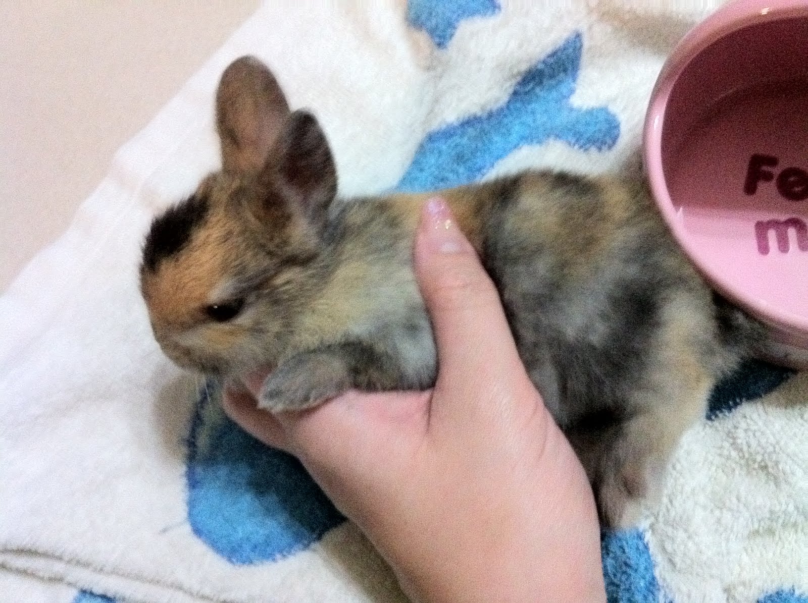 Bitz 'n' Bunz: Unique Harlequin Coat Netherland Dwarf