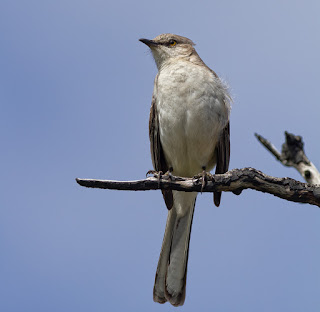 A Year With Judy Toups: MISSISSIPPI STATE BIRD - Part 1
