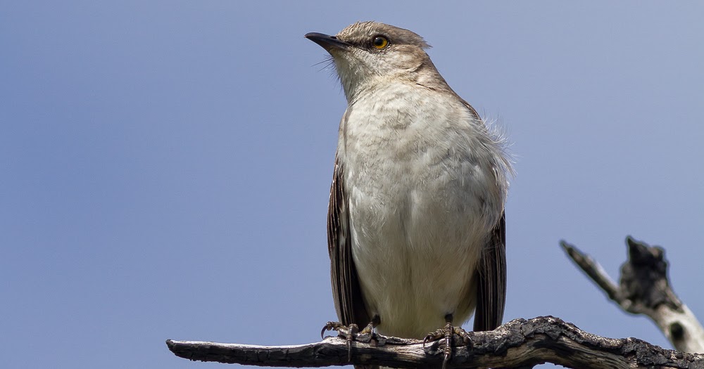A Year With Judy Toups: MISSISSIPPI STATE BIRD - Part 1