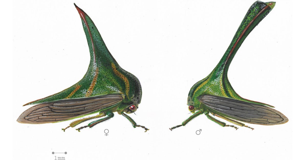 Jhony Alejandro Mosquera Mosquera - Hembra y macho del insecto espina